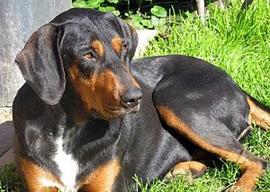 Câini de Vânătoare: Karelian Bear Dog