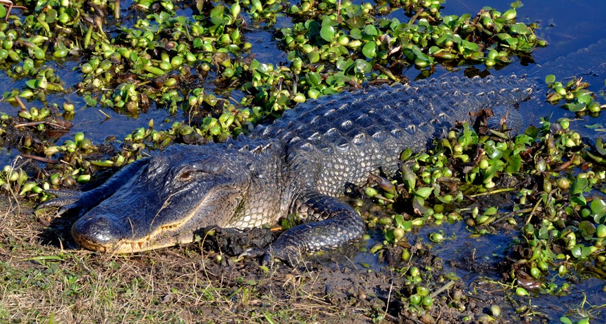 PeeWee Travels: Brazos Bend State Park to Galveston Island State Park ...