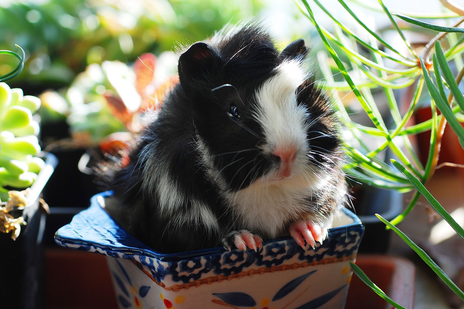 Mooie Cavia Achtergronden voor je Bureaublad – Caviapret.nl