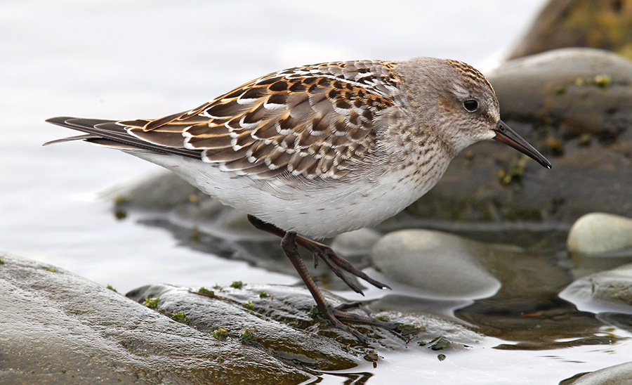 The Bruce Mactavish Newfoundland Birding Blog: A few Common Shorebird ...