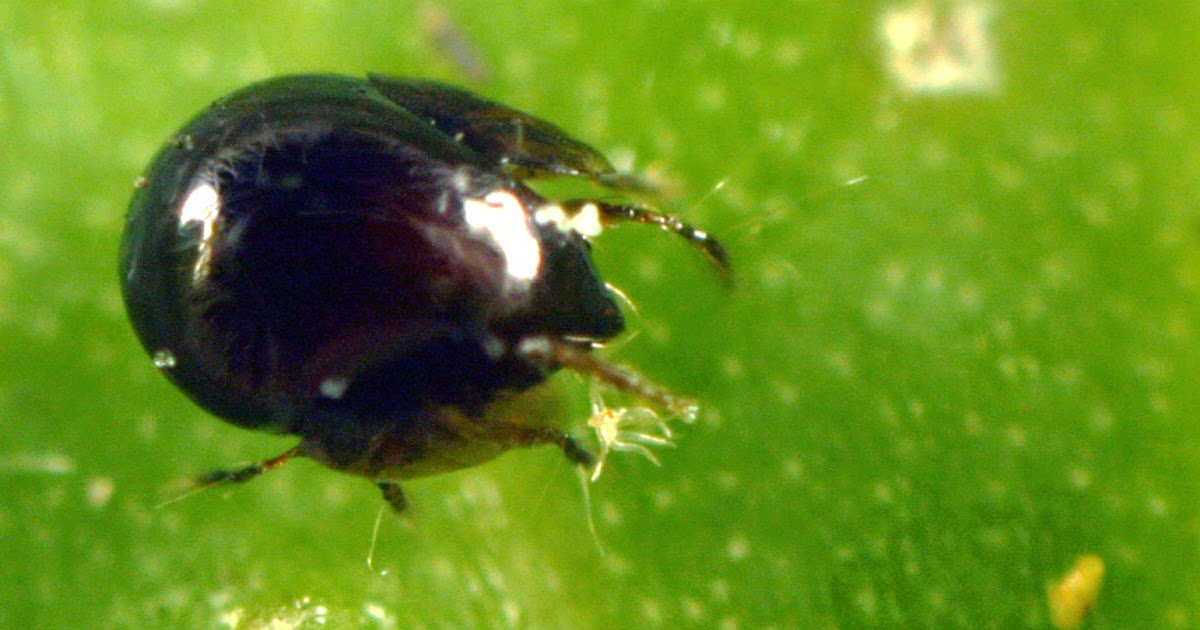 Variety of Life: Galumna