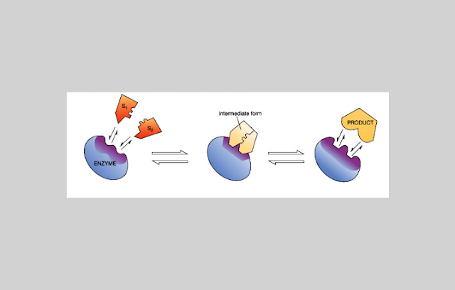 Enzim : Pengertian, Struktur, Fungsi, Macam Jenis - Jegeristik