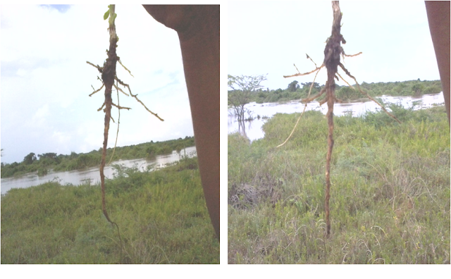 BIOLOGÍA GENERAL: RAICES