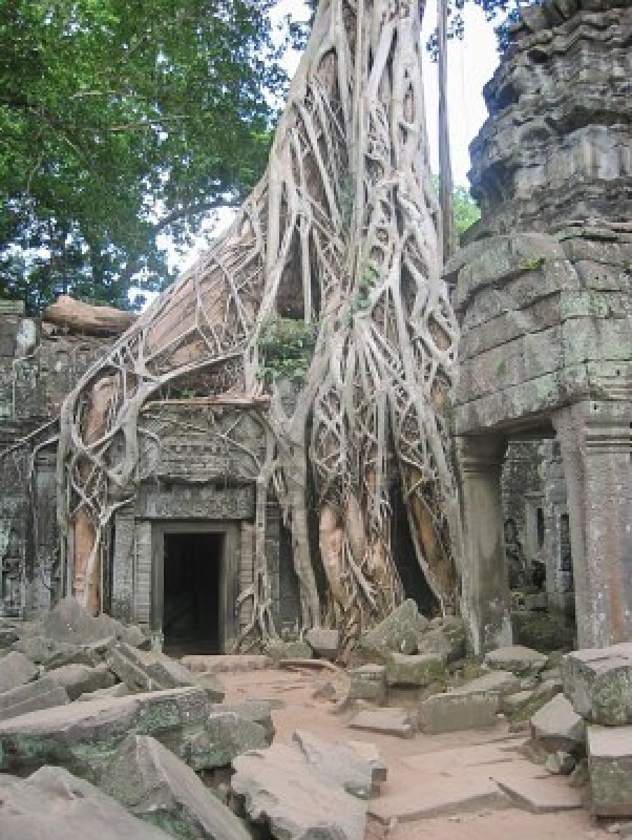 Savez-vous planter les choux ?: Le banian