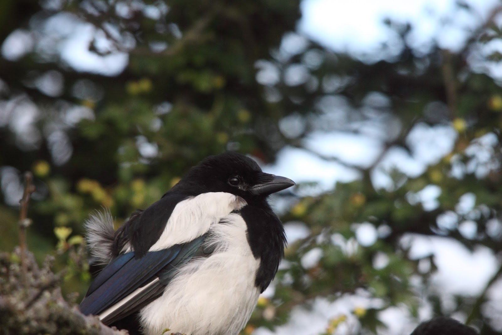 Wanstead Birding: September 2016