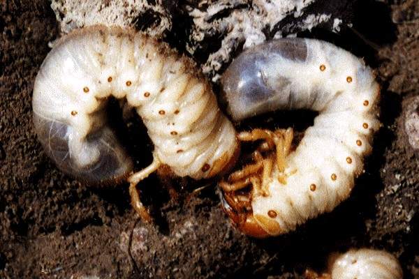 BPP Kedungwaru Kabupaten Tulungagung Jawa Timur: "Pengendalian Hama ...