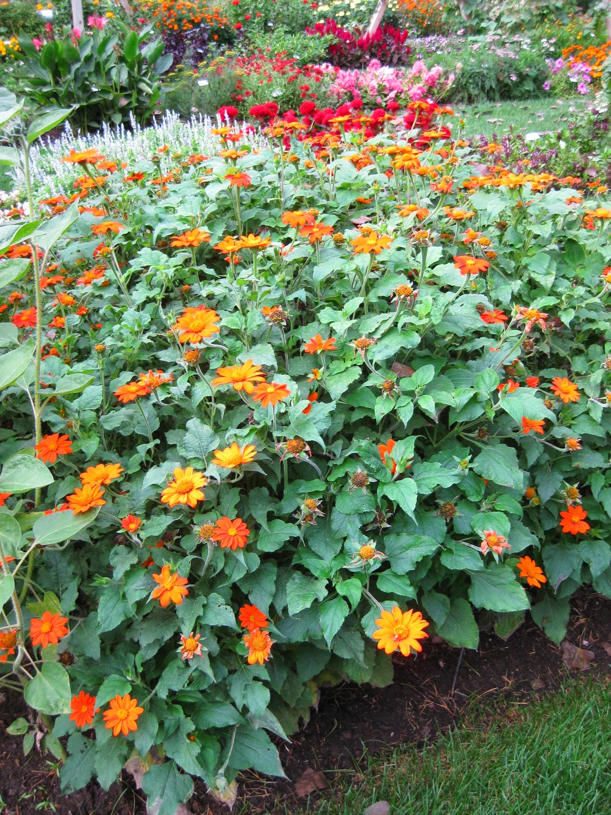 Rotary Botanical Gardens - Hort Blog: Friday's Smiling Faces...Mostly