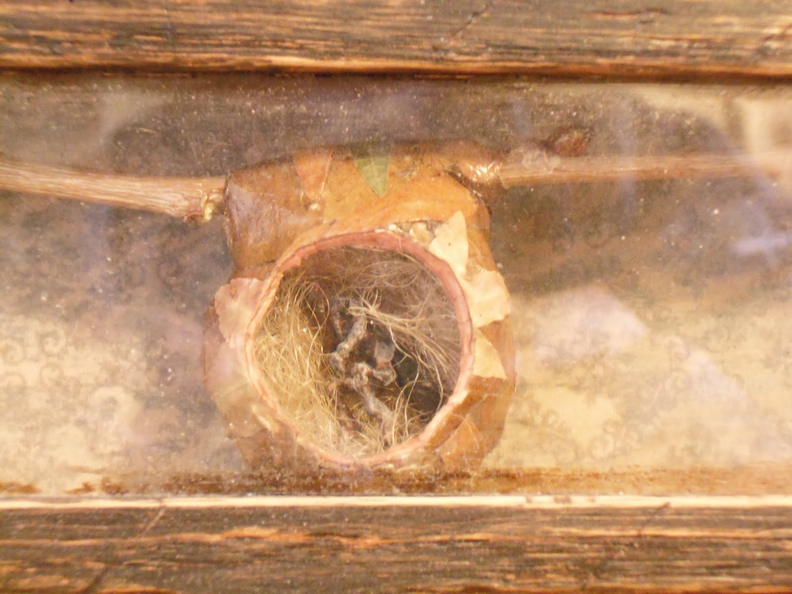 Propnomicon: Dead Fairy Pupa