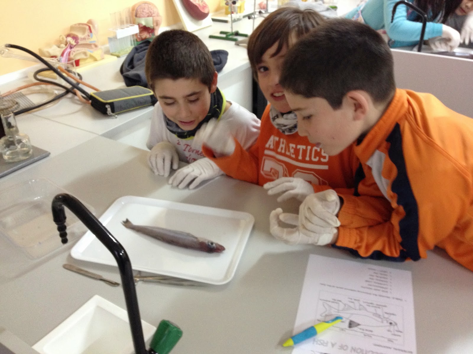 SCIENCE IN THE SCHOOL: DISSECTION OF A FISH
