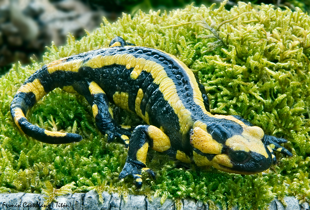 ASILVESTRAO: SALAMANDRA