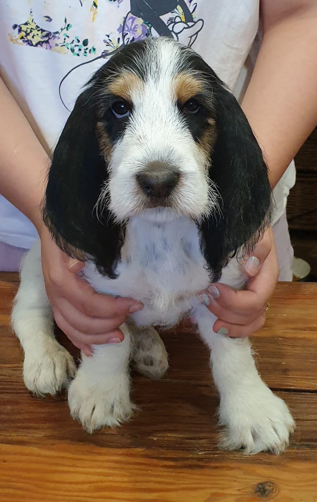 PUPPIES AVAILABLE - GBGV