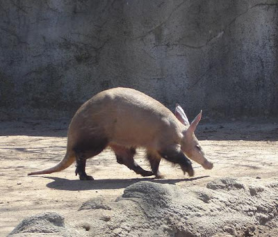 Amazing Aardvark - Aardvarks Facts, Photos, Information, Habitats, News ...