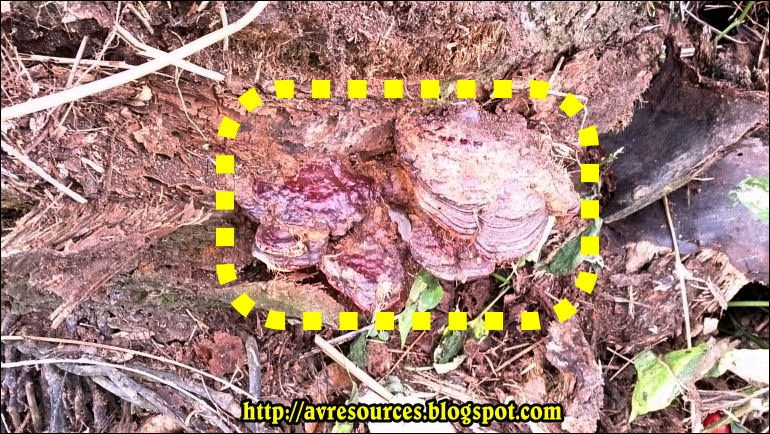 Agro Vista Resources: Ganoderma Diseases In Oil Palm Plantation