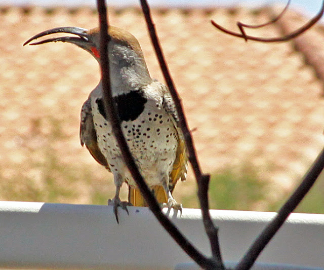 Northern Flicker