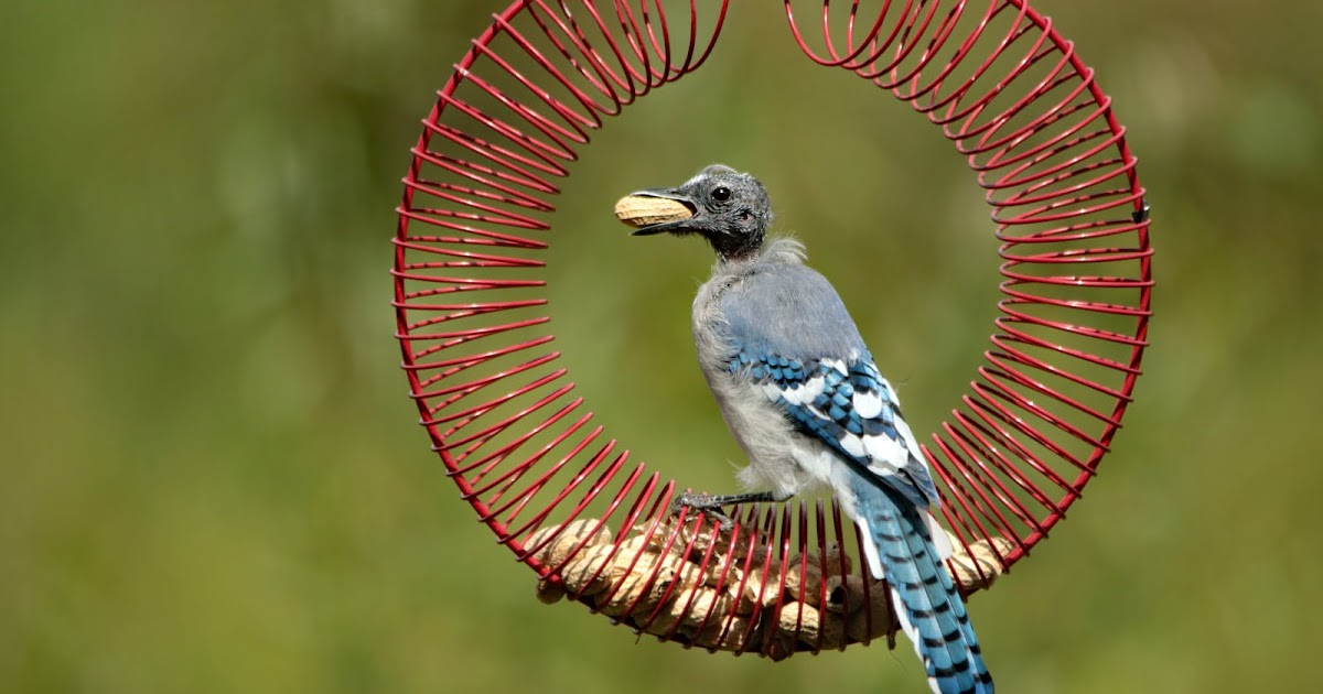 Heads or Tails? The Mystery of the Missing Feathers! | Nature Notes Blog