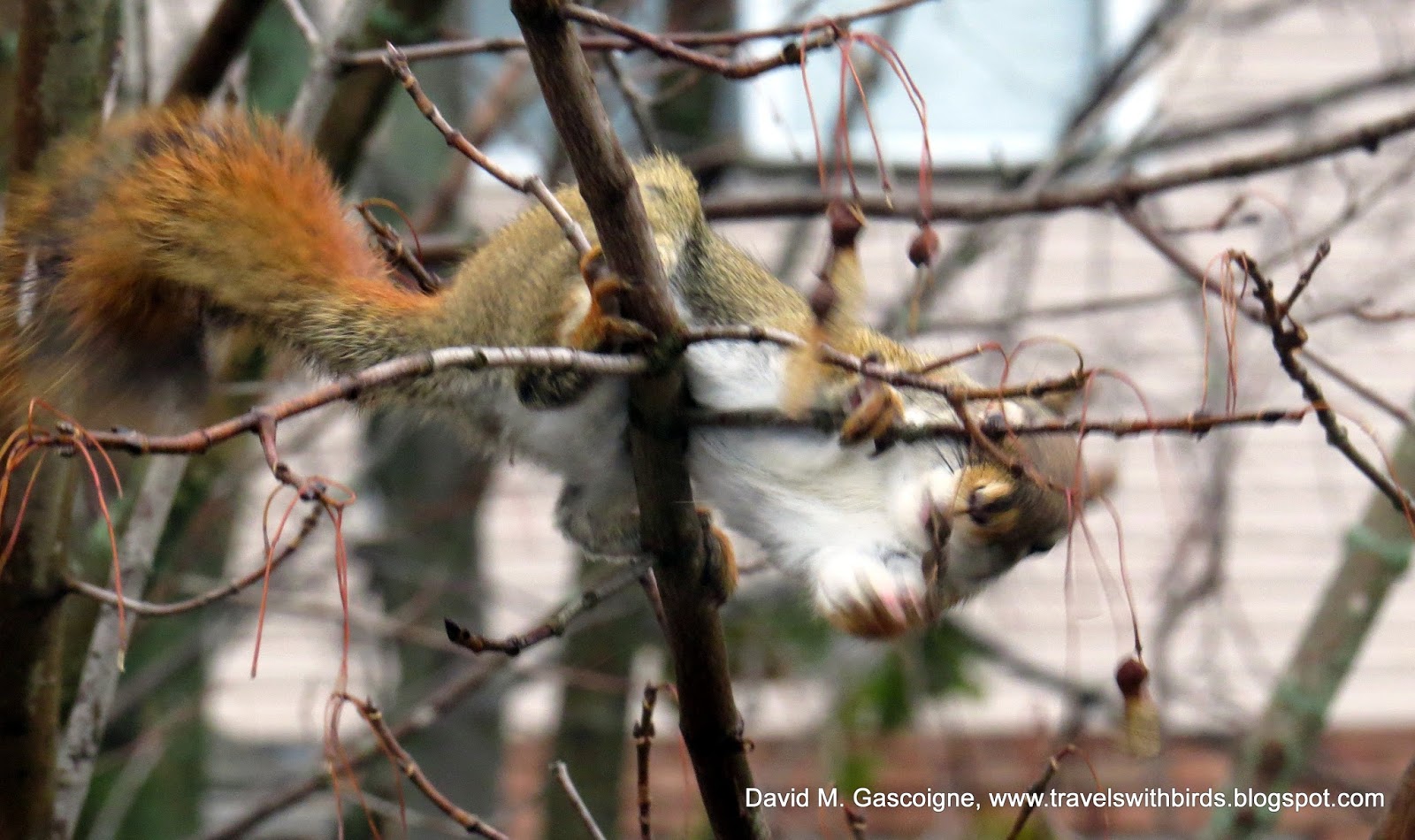 American Red Squirrel (Écureuil roux) - Travels With Birds