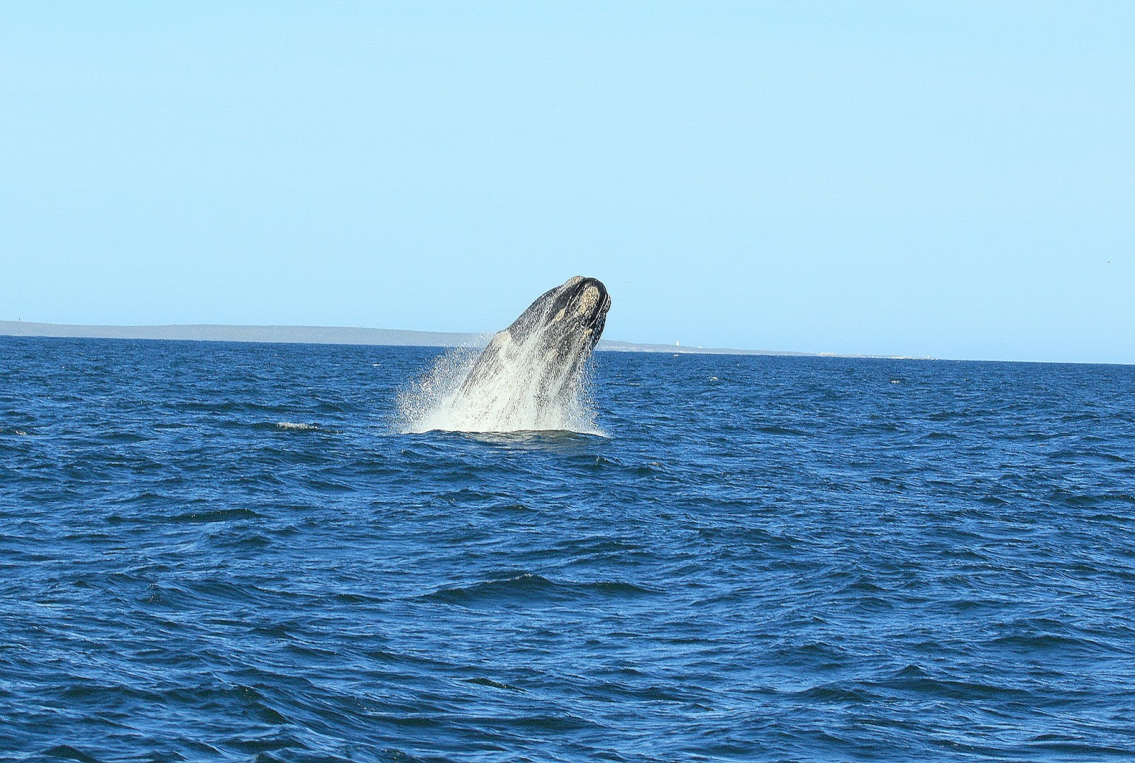 Bfb`s Outdoor Ramblings: South Africa 2016 - Hermanus (Whale Watching)