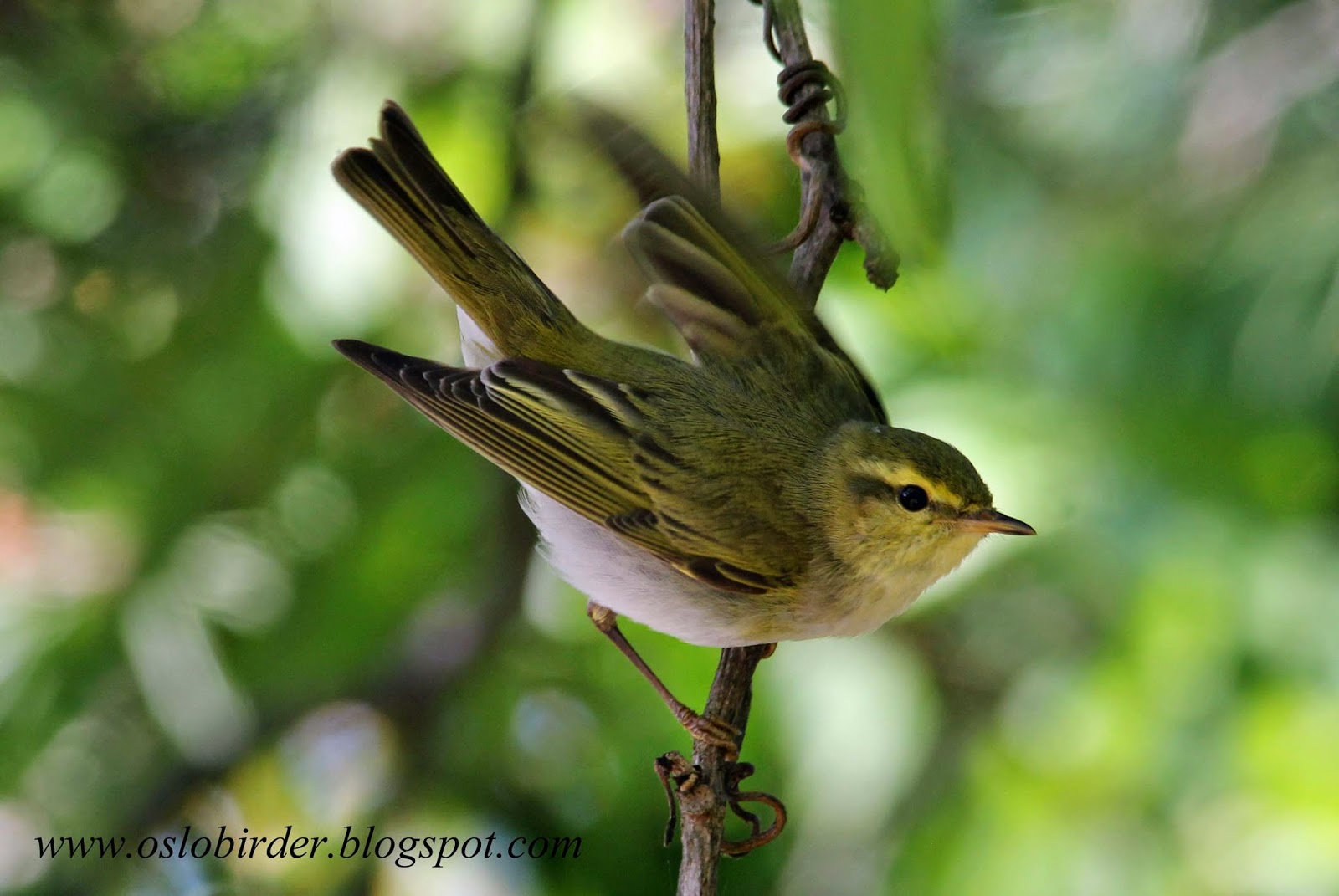 OSLO BIRDER: Wood Warbler
