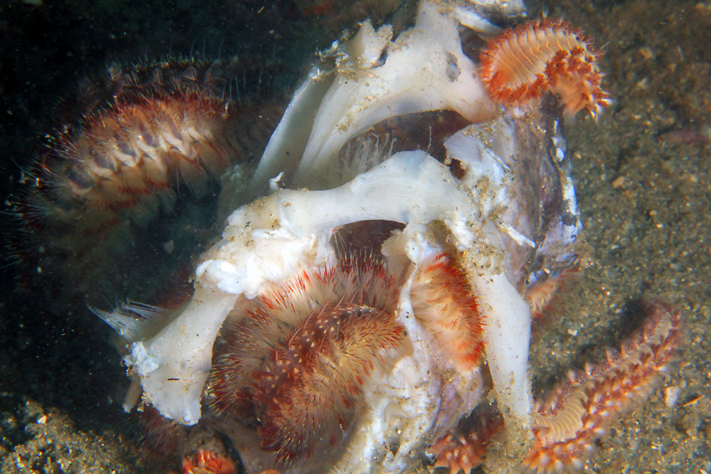 Real Monstrosities: Fireworm, Chloeia