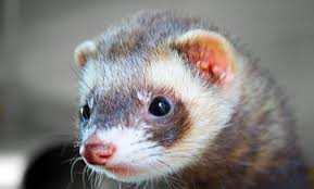 What Can I Do with my Hyper Ferret?