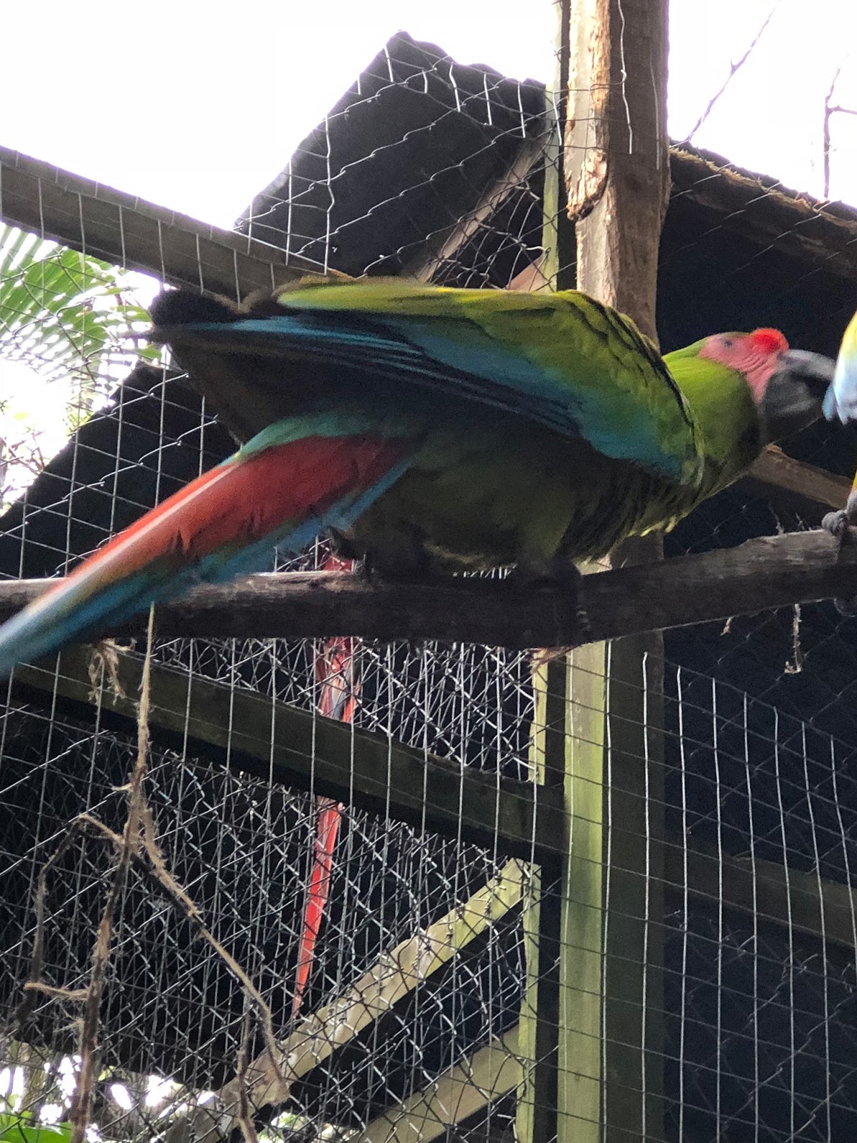 CRUISE LIKE A DAVIS : Pearls of Wisdom- Coxen Hole, Roatan