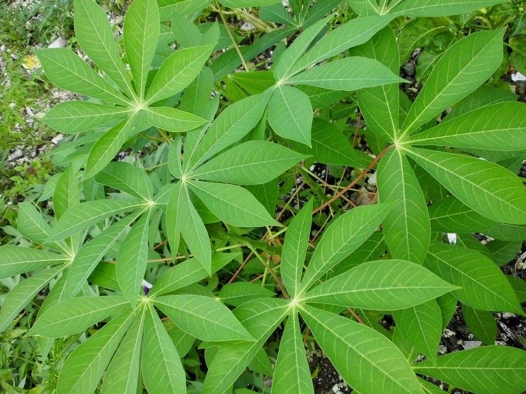 BERBAGAI PENGOBATAN HERBAL DENGAN DAUN SINGKONG | Tips Petani