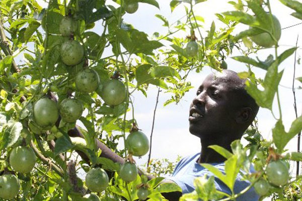 Rich Farm Kenya: Profitable Agribusiness Ideas in Fruit Farming ...