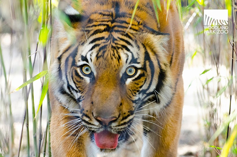 Meet the Malayan tigers: Liem, Eko & Olan