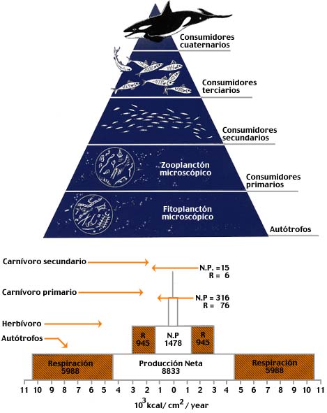 cuida la naturaleza por que en ella esta tu vida: Guia 2
