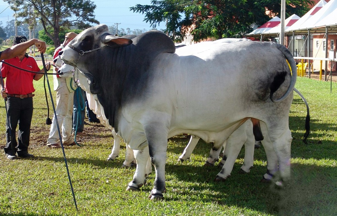 Punya Lahan Kosong? Ternak Sapi Aja, Berikut 7 Jenis Sapi Pedaging ...