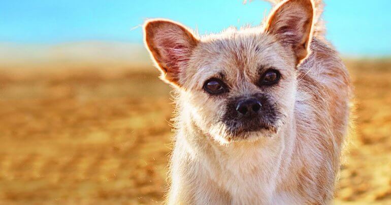 Resenha: Procurando Gobi – Dion Leonard. - Livros & Tal