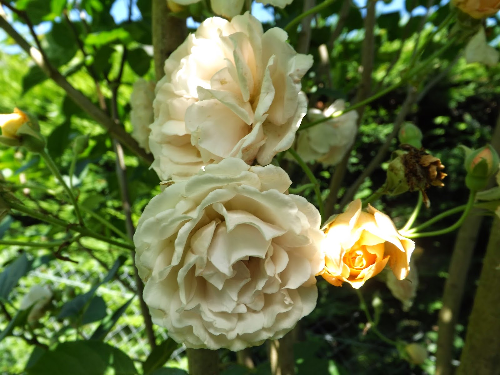 Le Jardin de la Salamandre: Rosa 'Buff Beauty'