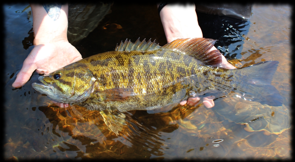 Illinois Wisconsin Fishing: wisconsin river smallmouth bass