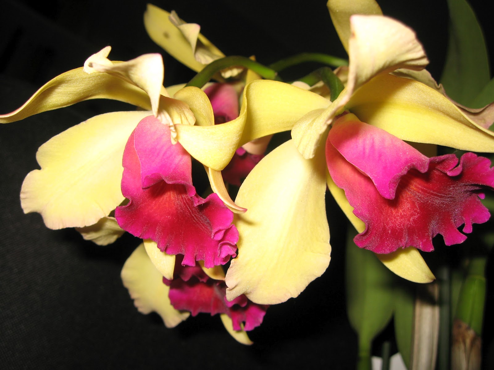 Orquídeas Blog de Angel Mar: Cattleyas en flor