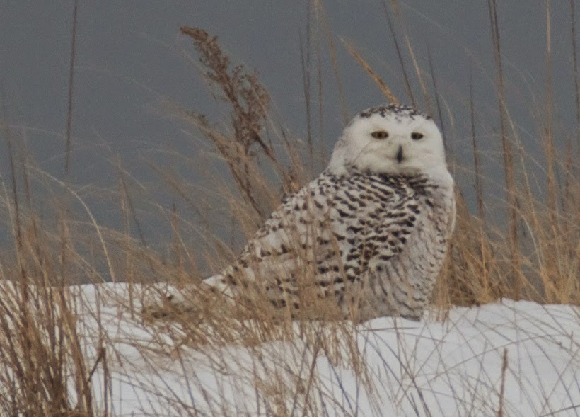 50 & Fabulous: Snowy Owls in Rhode Island