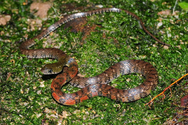 Ular Asli Indonesia: Ular Segitiga Merah (Xenochrophis trianguligerus)