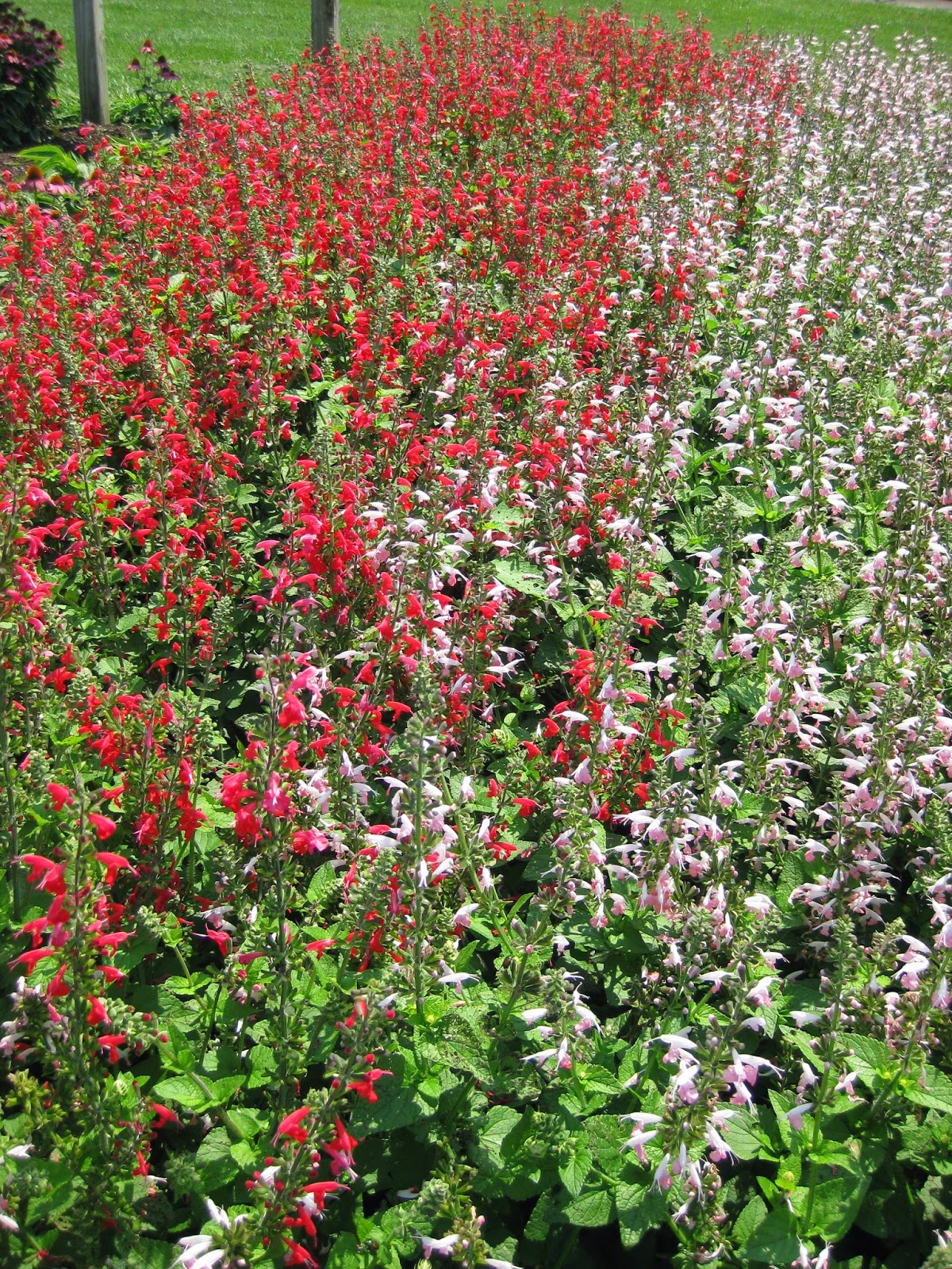 Rotary Botanical Gardens - Hort Blog: Spring Arrives Right On Time