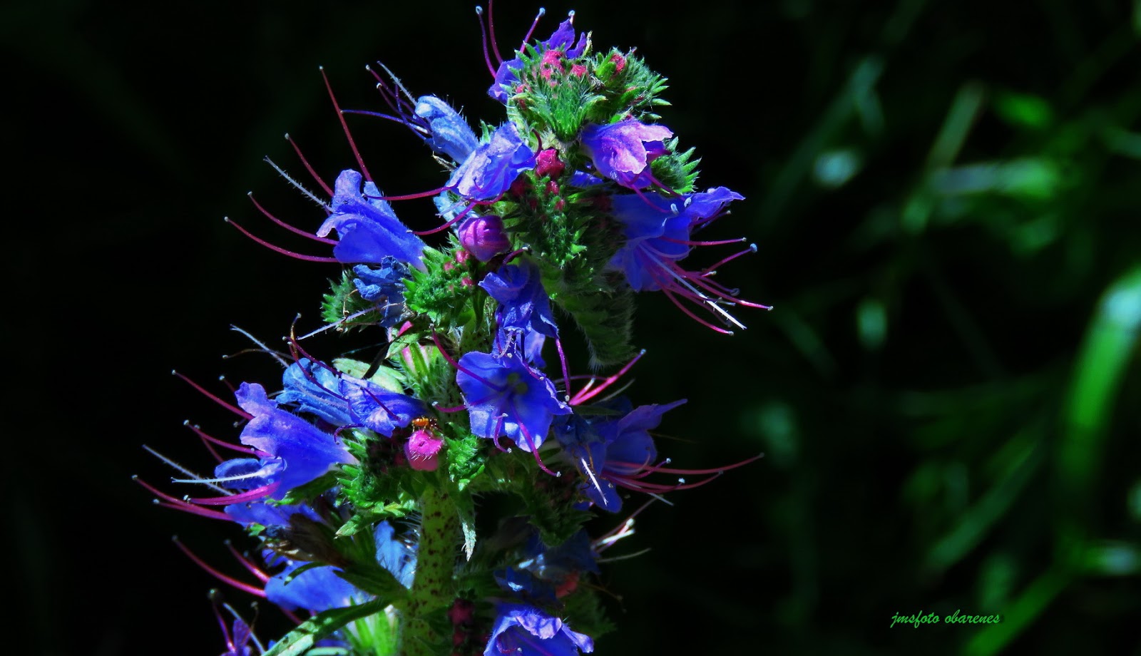 MONTES OBARENES ENTORNO Y VIDA: Viborera (Echium vulgare)