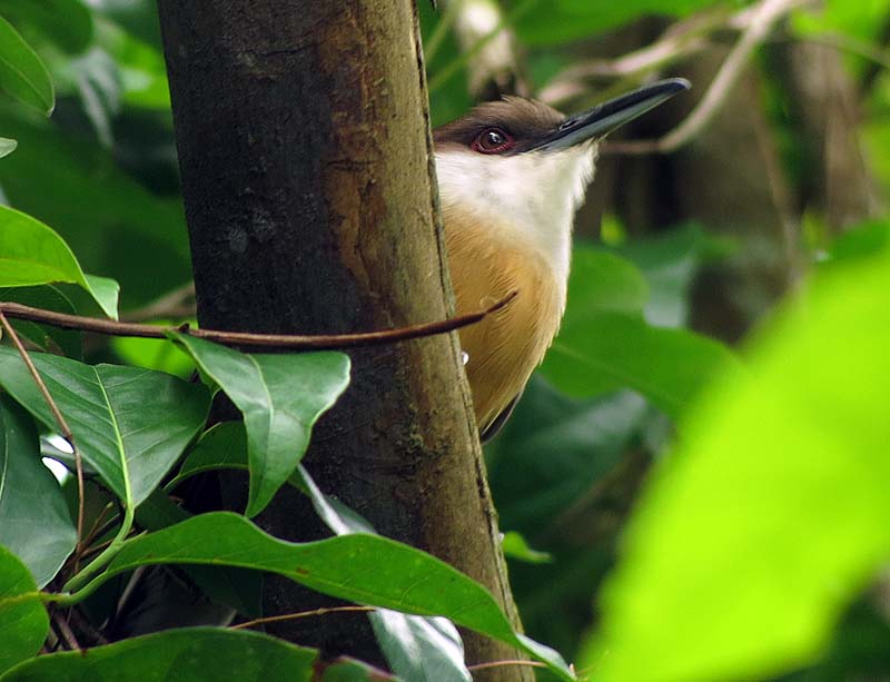 Birdernaturalist: Jamaican Lizard-Cuckoo