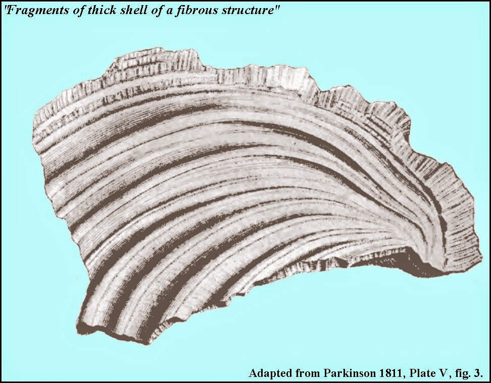 Inoceramus | Geology Page