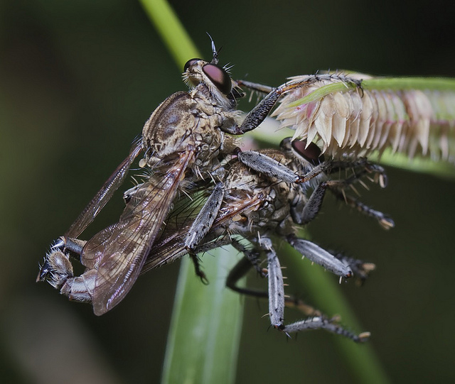 The Love Bugs | The Ark In Space