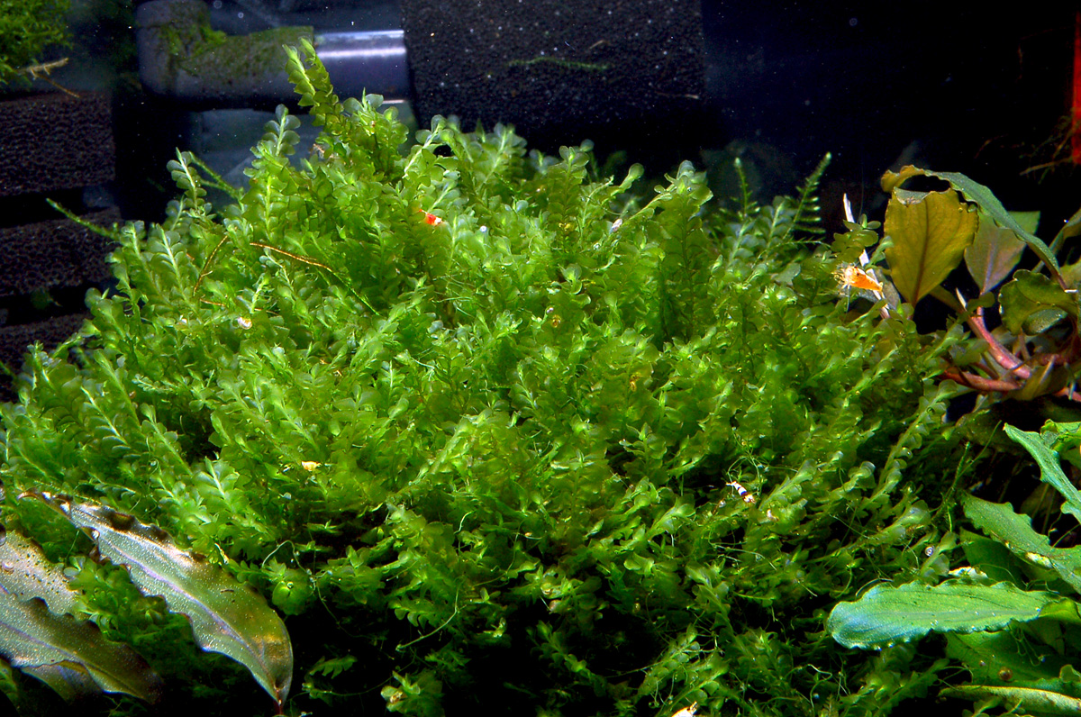 Aquatic Mosses.: Plagiochila integerrima, moss Hanegoke sp." Cameroon"