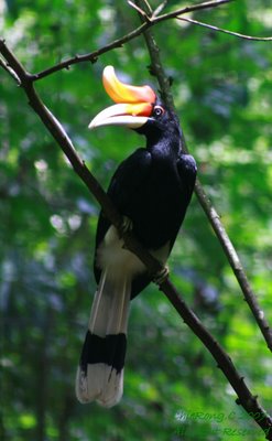 HINDU NUSANTARA||Sanātana Dharma: Filosofi Burung Tingang Menurut Hindu ...