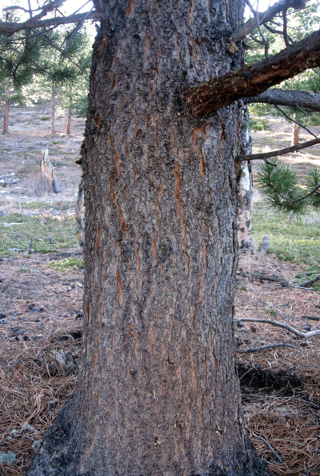 Rocky Mountain Bushcraft: Rocky Mountain Tree Identification: Lodgepole ...