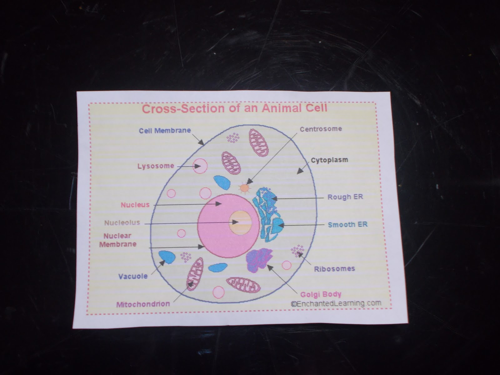 Classroom Life at Namaste: Parts of a Cell: Upper Elementary Students ...