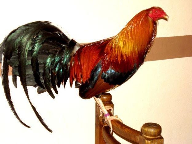 GALLOS FINOS