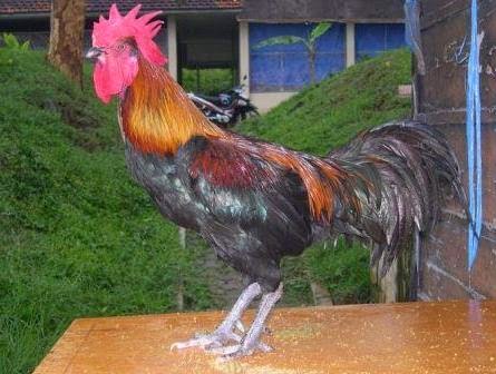 Macam-Macam Ayam Hias | Ternak Ayam