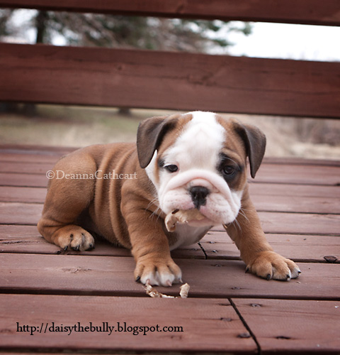 Daisy The Bully: Moo Moo - Now Emily going to NY