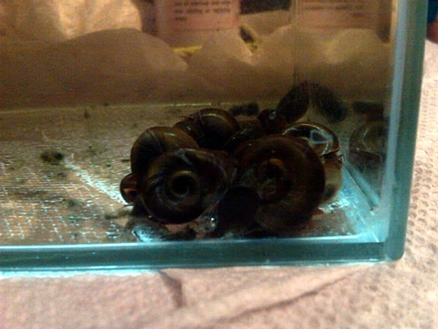 Natural Boutique: MMM DARK CHOCOLATE... SNAILS?