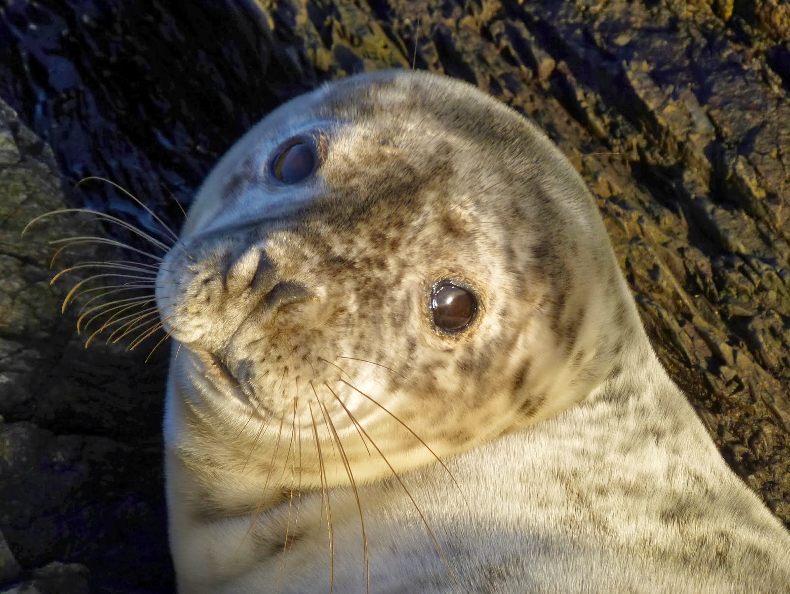 Fair Isle: December 2013